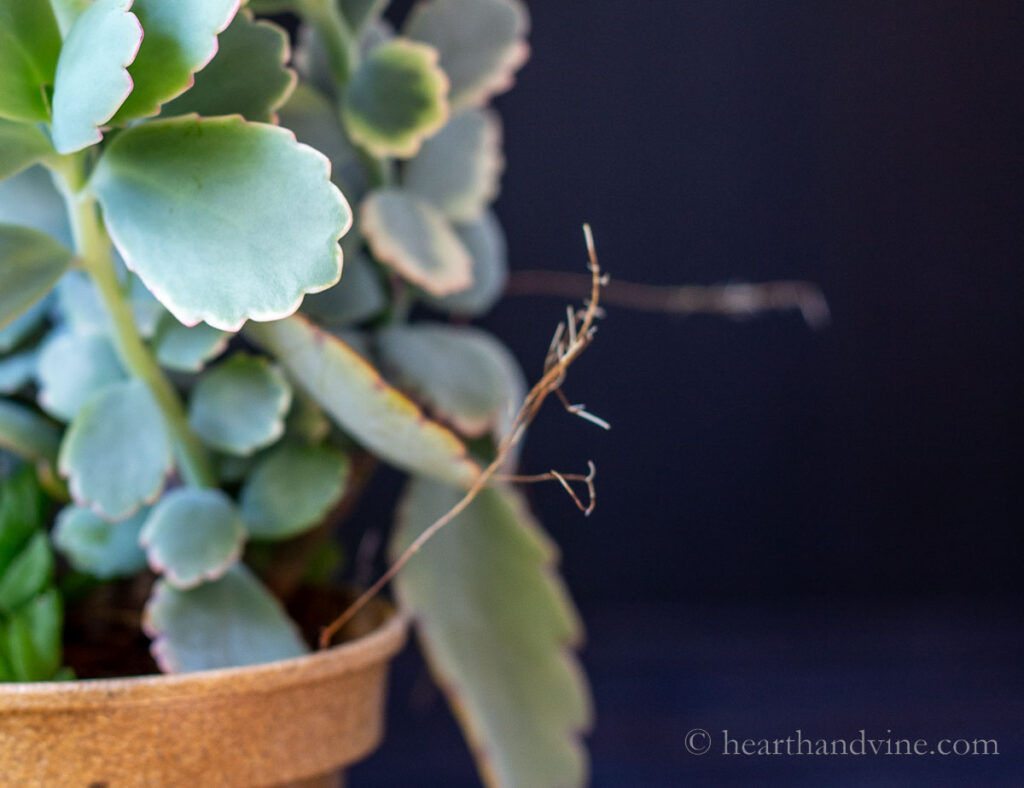 Kalanchoe fedtschenkoi - A Beautiful and Easy Houseplant