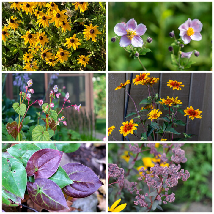 Perennials for Fall Color that Last Until Winter| Hearth and Vine