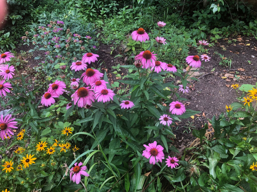 Perennials for Fall Color that Last Until Winter| Hearth and Vine