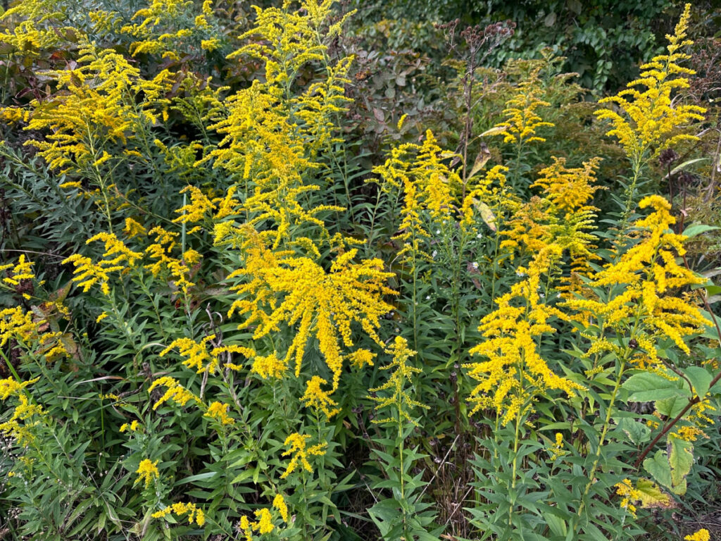 Perennials for Fall Color that Last Until Winter| Hearth and Vine