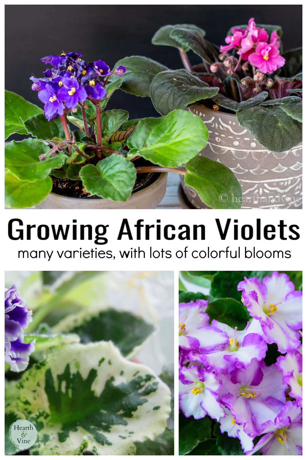 How to Take Care of African Violets: An Easy to Grow Houseplant