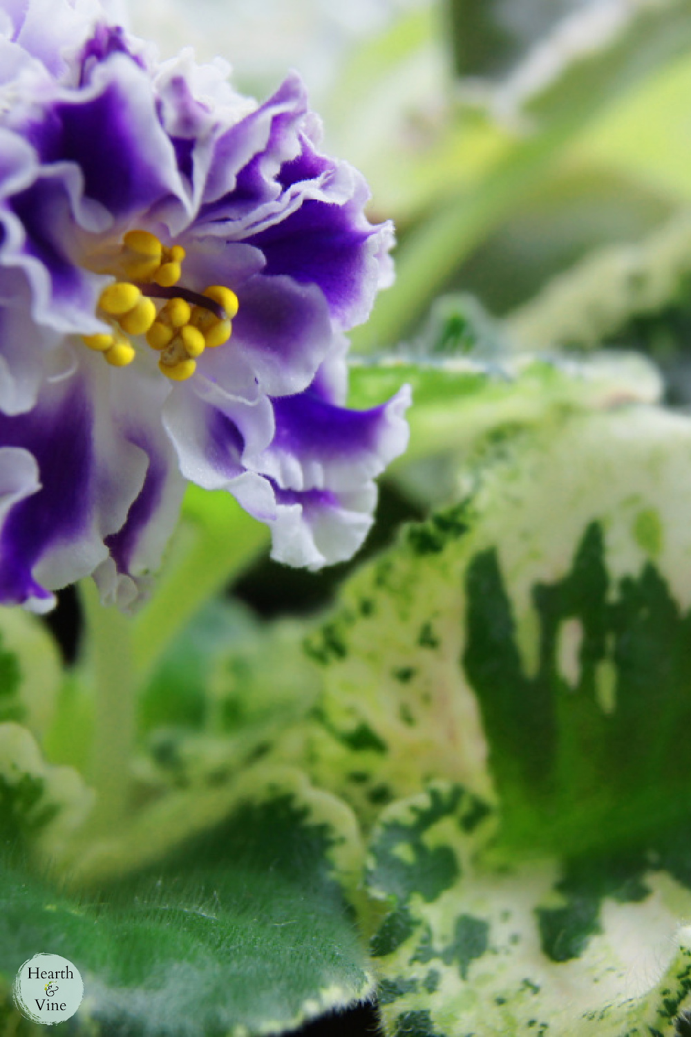 How to Take Care of African Violets: An Easy to Grow Houseplant