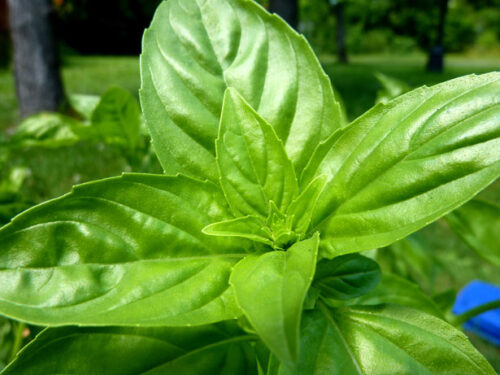 How to Grow Basil: Tips and Cooking Ideas | Hearth and Vine