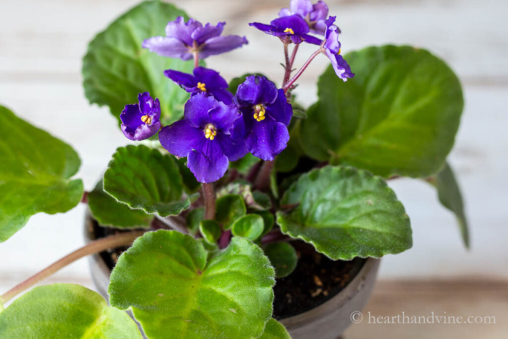 How to Take Care of African Violets: An Easy to Grow Houseplant