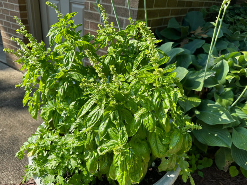 How to Grow Basil: Tips and Cooking Ideas | Hearth and Vine