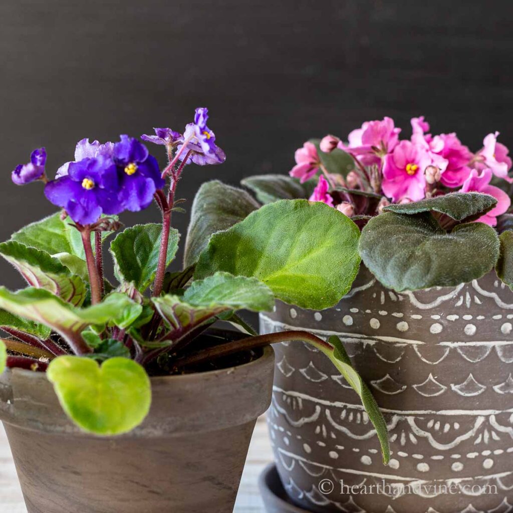 How to Take Care of African Violets: An Easy to Grow Houseplant