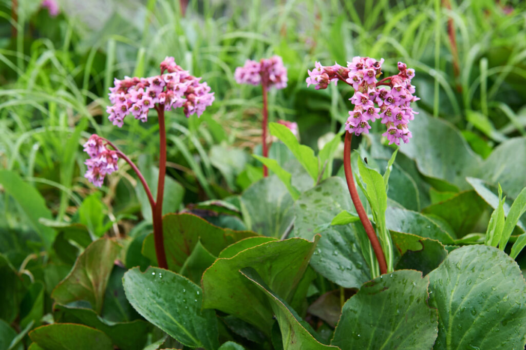 19 Small Perennial Plants for the Border | Hearth and Vine