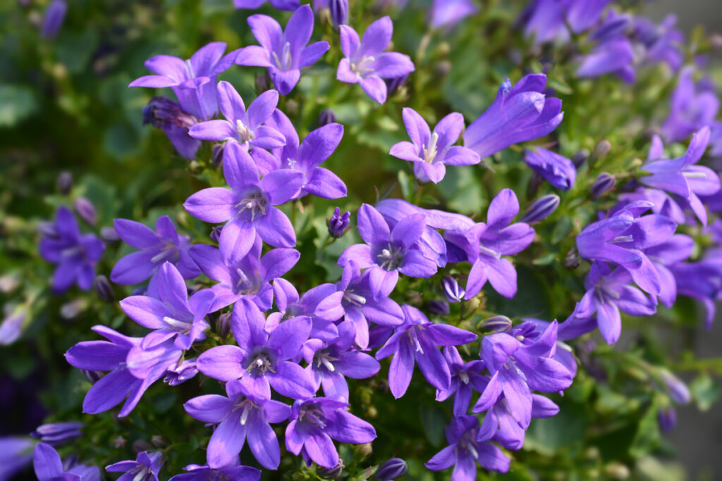 19 Small Perennial Plants for the Border | Hearth and Vine