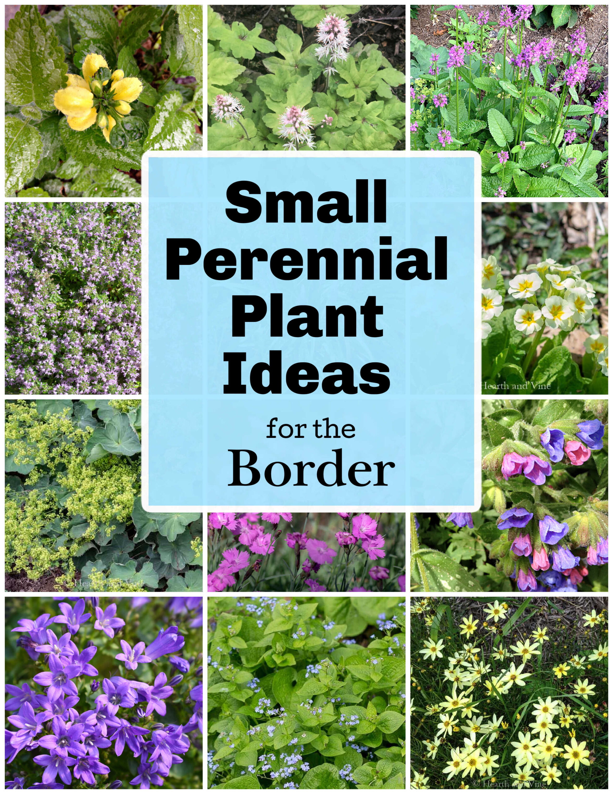 19 Small Perennial Plants for the Border | Hearth and Vine