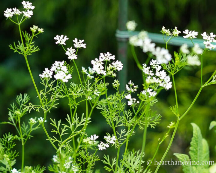 Growing and Cooking with Cilantro
