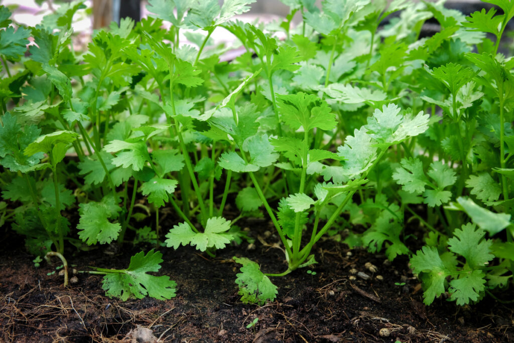 Growing and Cooking with Cilantro