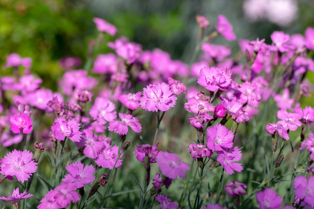 19 Small Perennial Plants for the Border