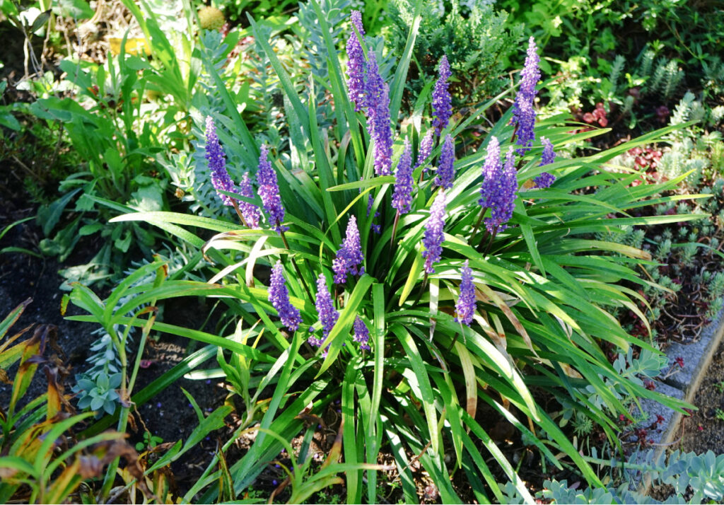 19 Small Perennial Plants for the Border | Hearth and Vine