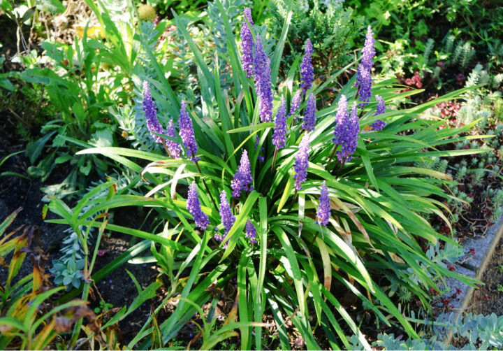 19 Small Perennial Plants for the Border | Hearth and Vine