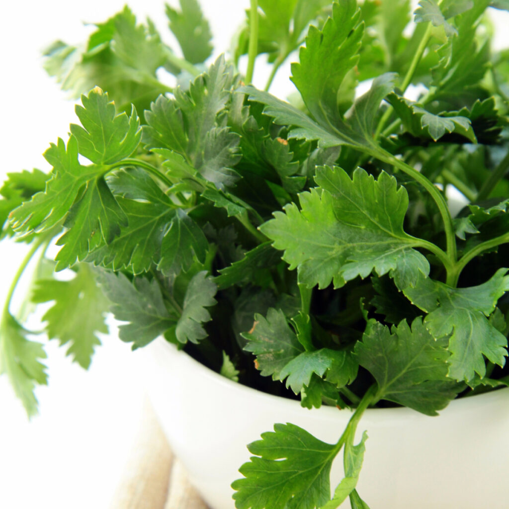 Growing and Cooking with Cilantro