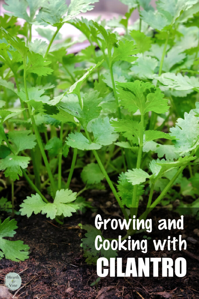 Growing and Cooking with Cilantro