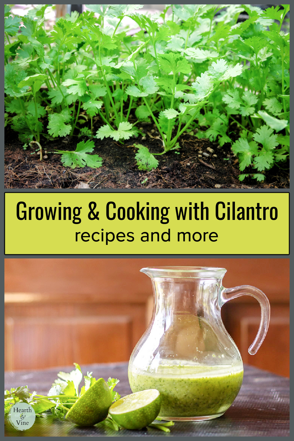 Growing and Cooking with Cilantro | Hearth and Vine
