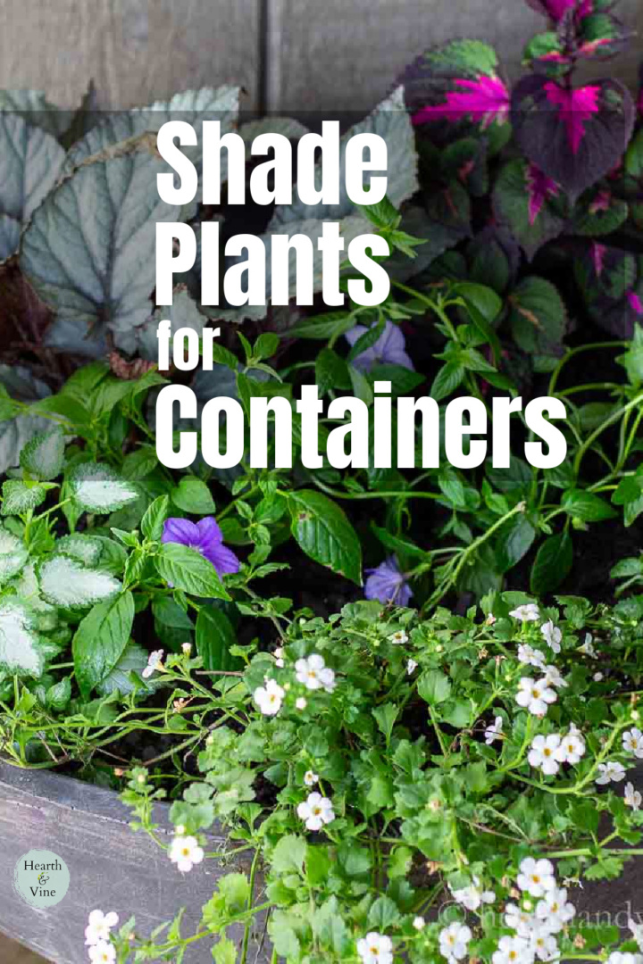 Shade Plants for Pots | Hearth and Vine