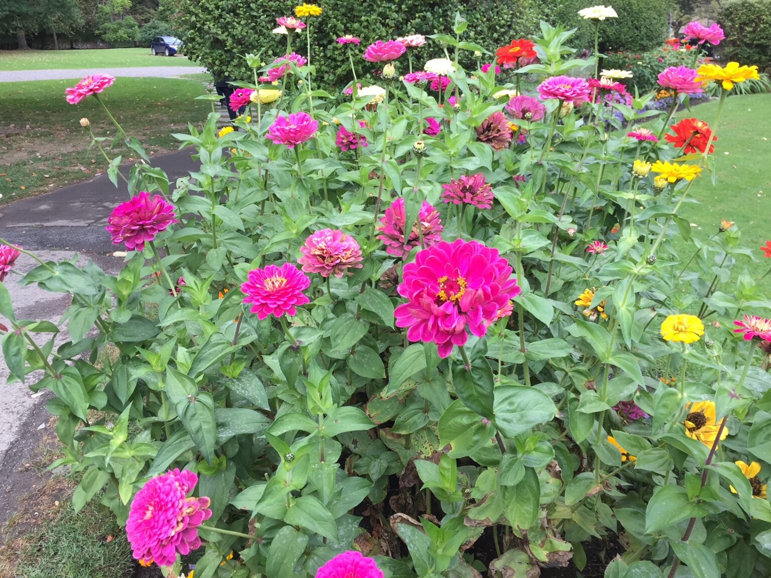 13 Old Fashioned Flowers: Classics That Never Go Out of Style