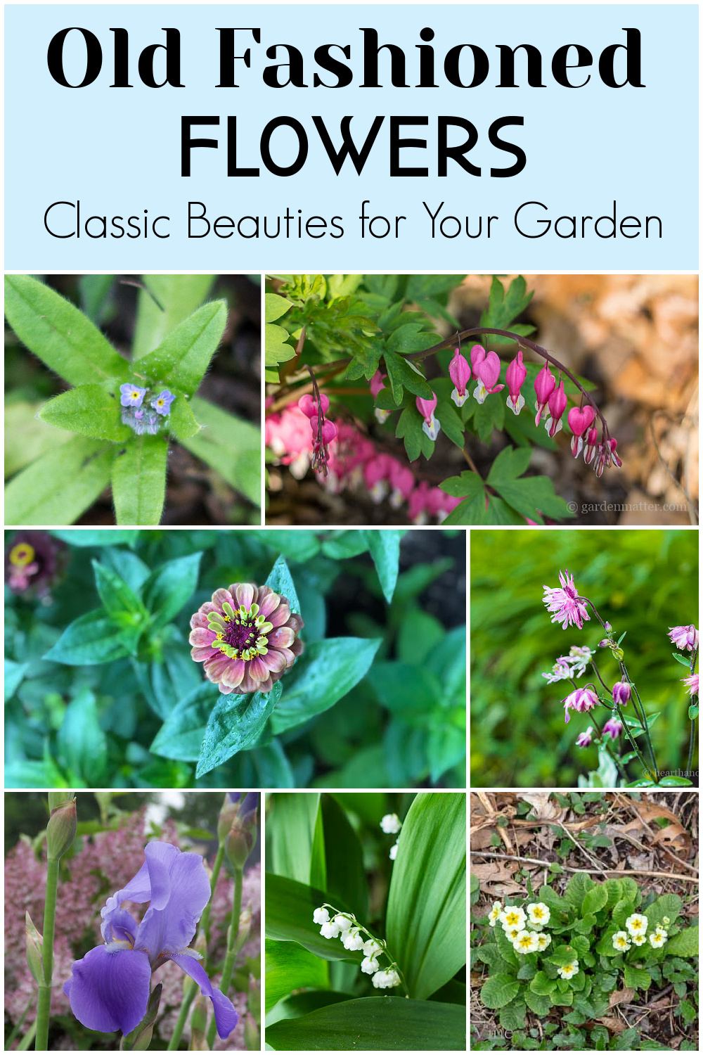 13 Old Fashioned Flowers: Classics That Never Go Out of Style