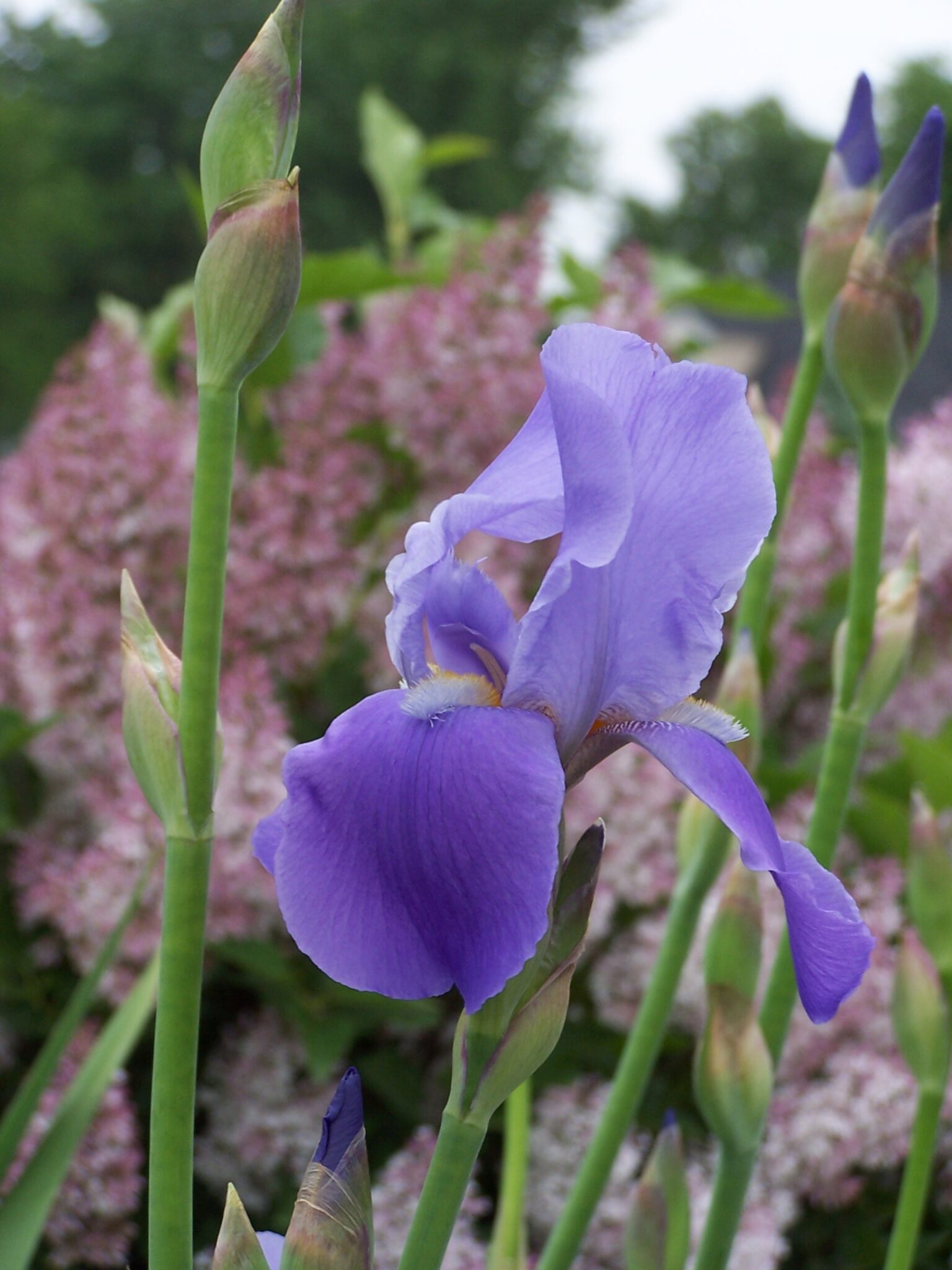 13 Old Fashioned Flowers: Classics That Never Go Out of Style