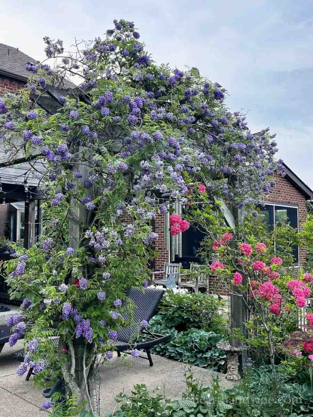 13 Old Fashioned Flowers: Classics That Never Go Out of Style | Hearth ...