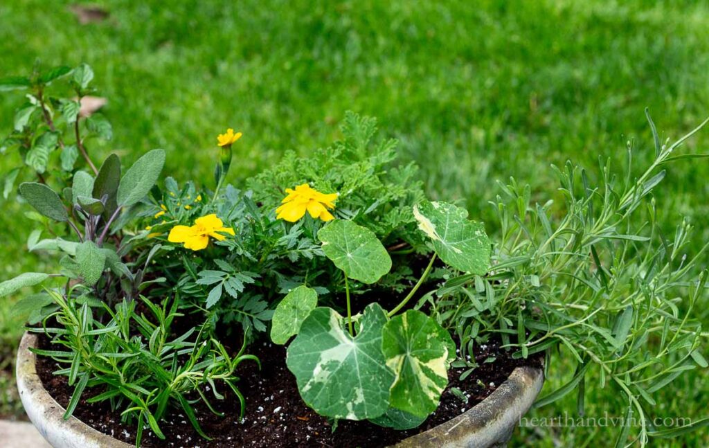 Mosquito Repellent Planter Ideas