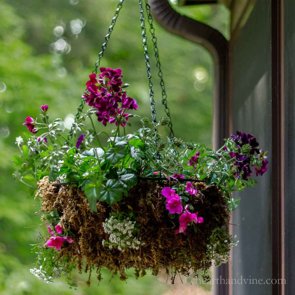 How to Make a Moss Hanging Basket | Hearth and Vine