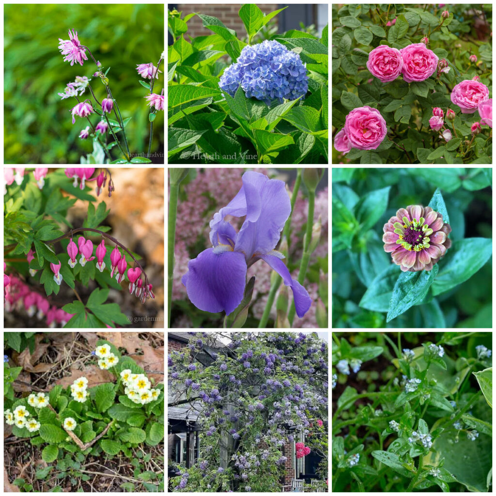 13 Old Fashioned Flowers: Classics That Never Go Out of Style