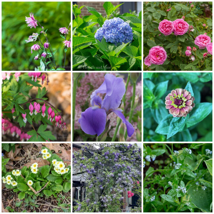 13 Old Fashioned Flowers: Classics That Never Go Out of Style