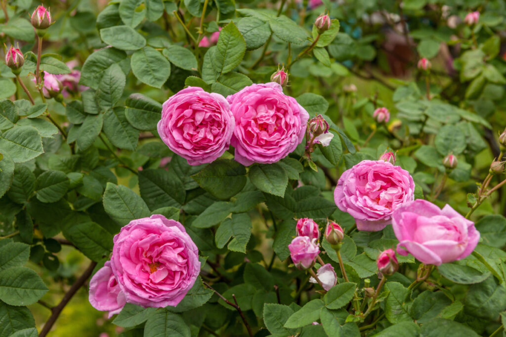 13 Old Fashioned Flowers: Classics That Never Go Out of Style