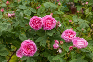 13 Old Fashioned Flowers: Classics That Never Go Out of Style | Hearth ...