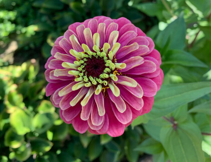 13 Old Fashioned Flowers: Classics That Never Go Out of Style | Hearth ...