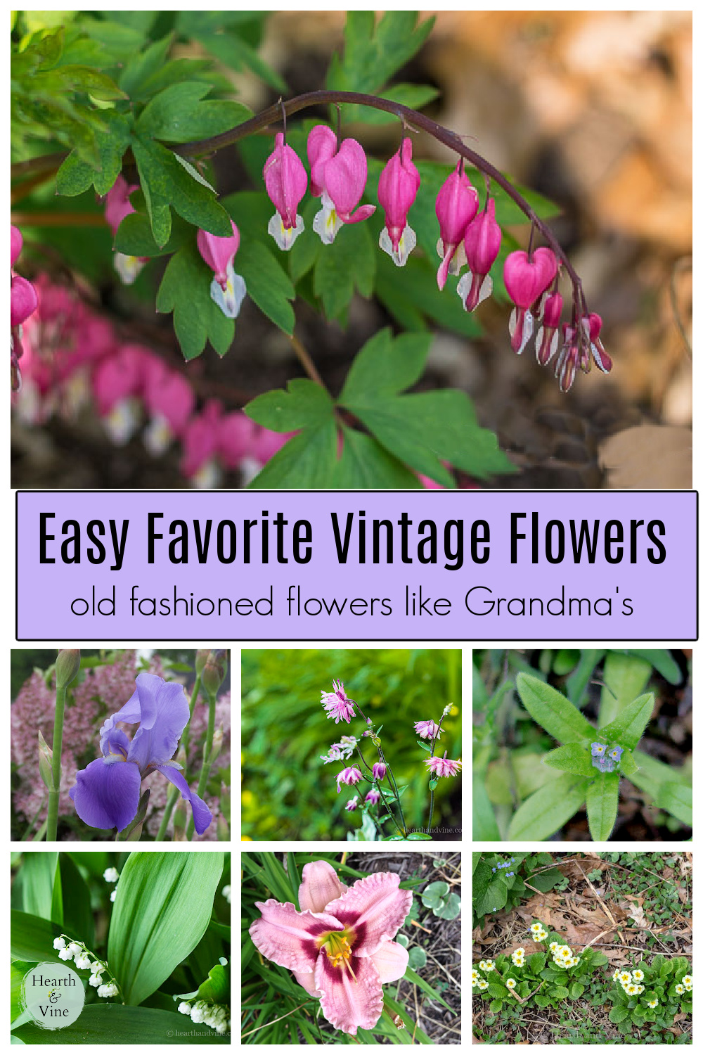 13 Old Fashioned Flowers: Classics That Never Go Out of Style | Hearth ...