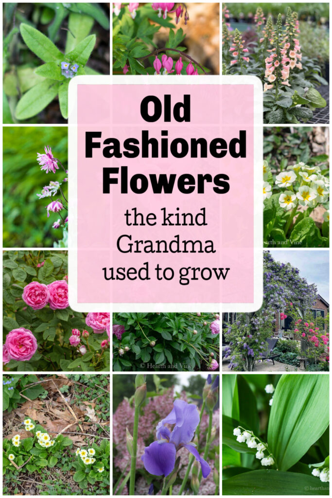 13 Old Fashioned Flowers: Classics That Never Go Out of Style | Hearth ...
