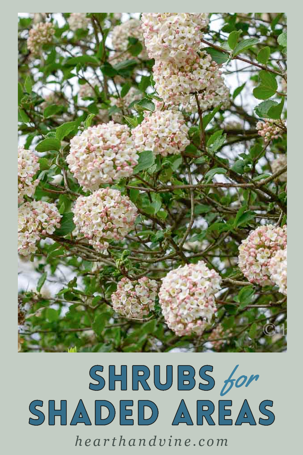 Shrubs for Shaded Areas | Hearth and Vine