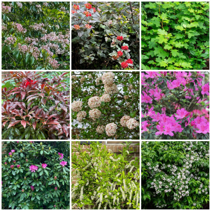 Shrubs for Shaded Areas | Hearth and Vine