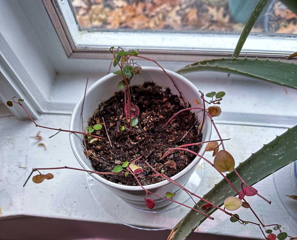 Growing Ruby Cascade - A Pretty Vining Houseplant