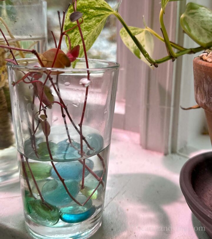 Growing Ruby Cascade - A Pretty Vining Houseplant