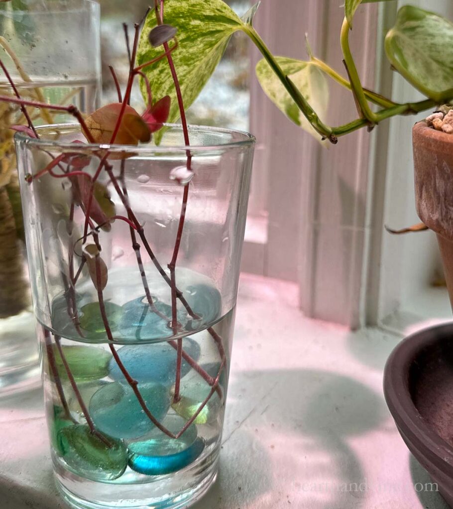 Growing Ruby Cascade - A Pretty Vining Houseplant