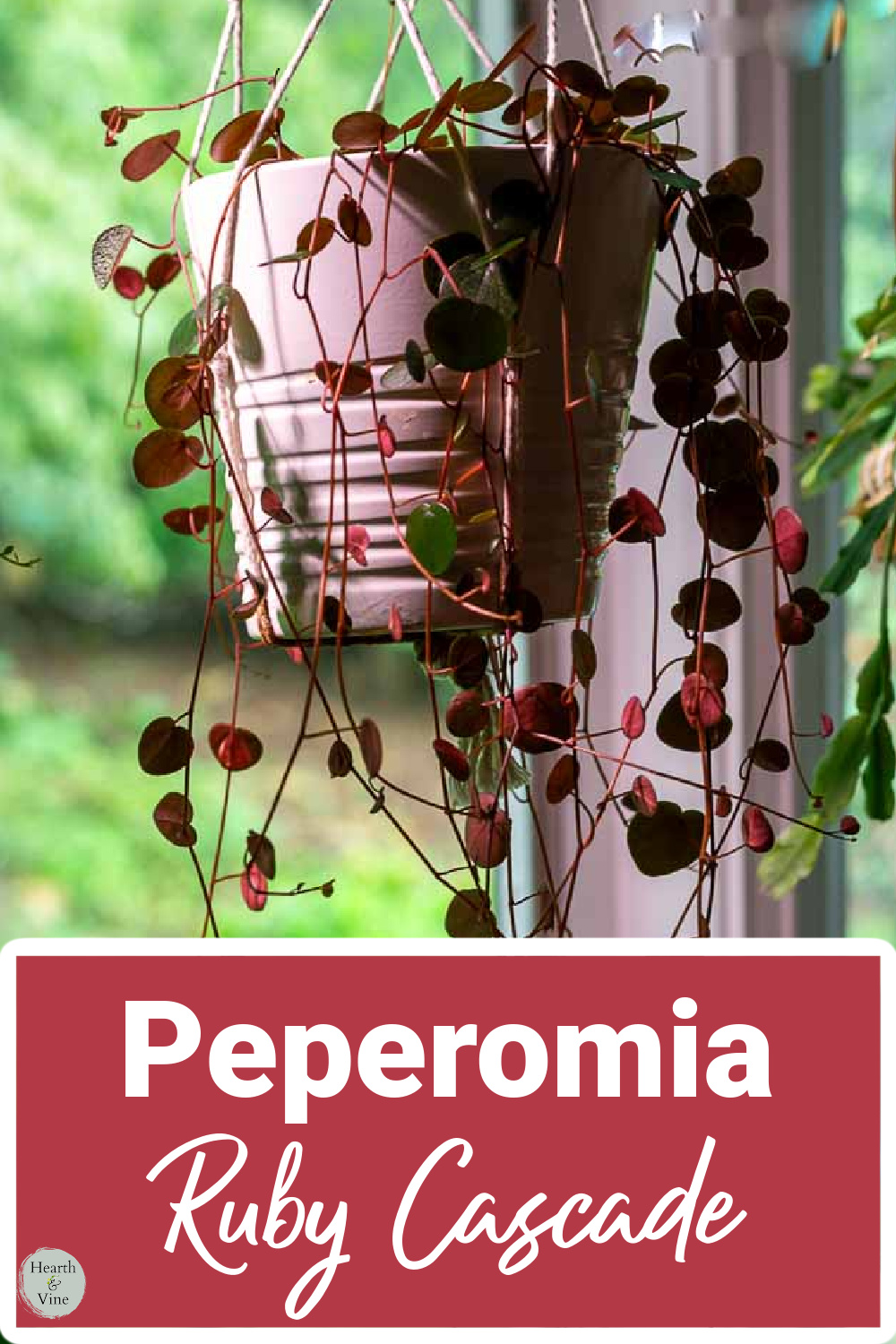 Growing Ruby Cascade - A Pretty Vining Houseplant