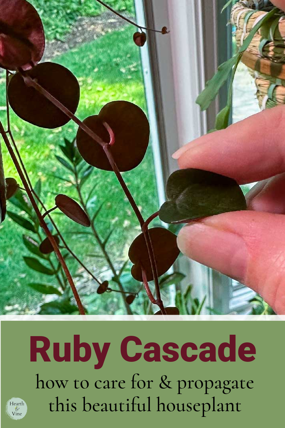 Growing Ruby Cascade - A Pretty Vining Houseplant