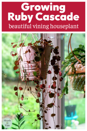 Growing Ruby Cascade - A Pretty Vining Houseplant