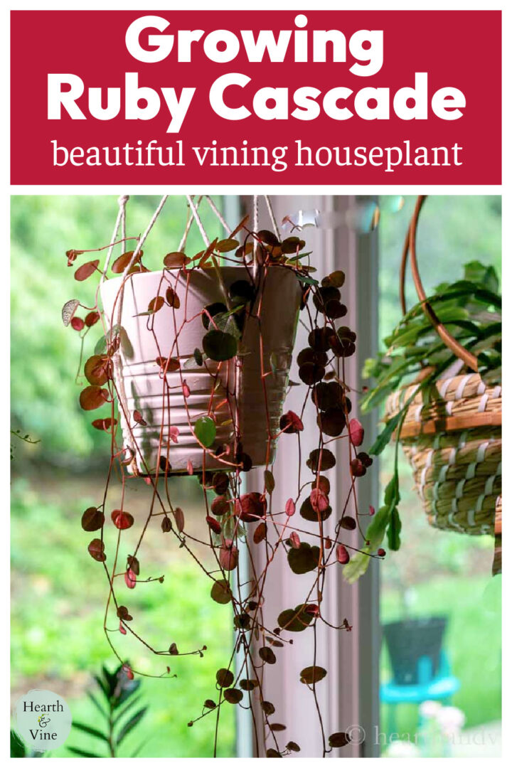 Growing Ruby Cascade - A Pretty Vining Houseplant