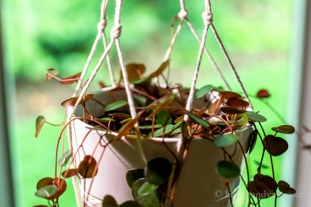 Growing Ruby Cascade - A Pretty Vining Houseplant