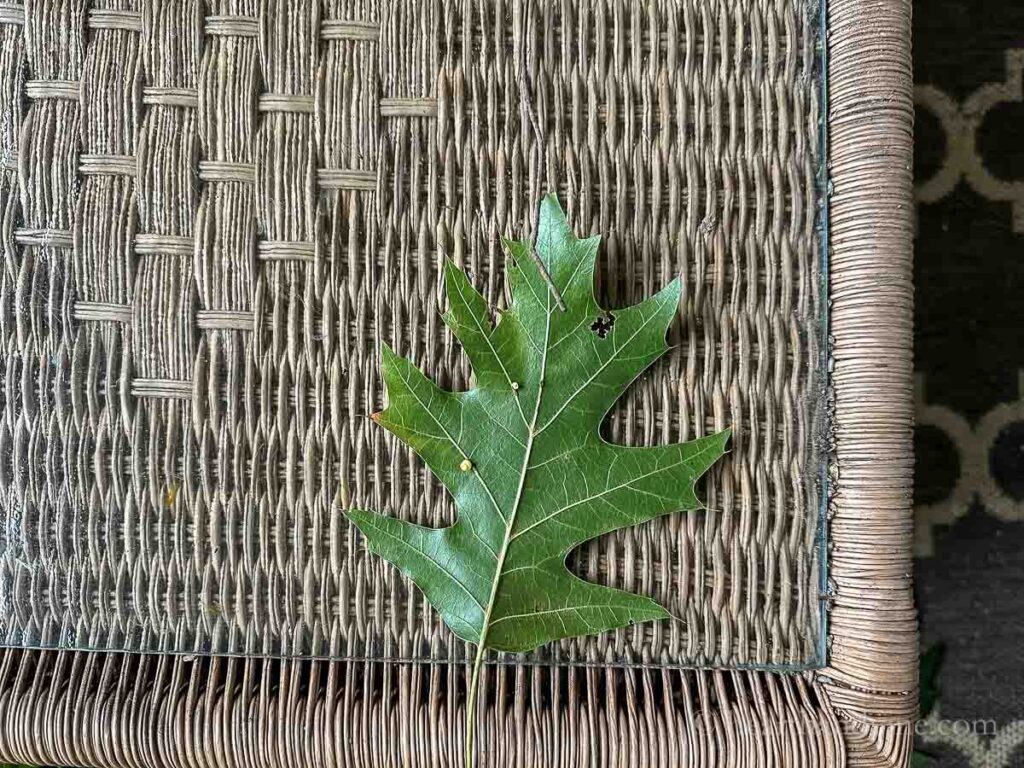DIY Oak Leaf Wreath with Real Oak Leaves