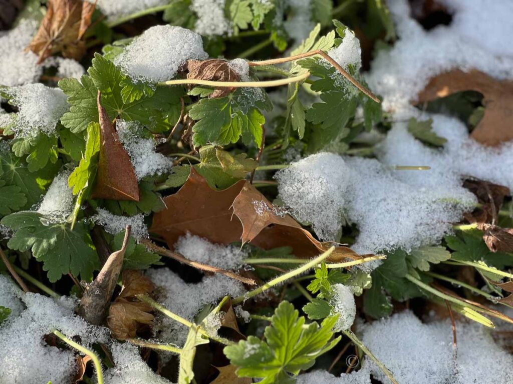 Big Root Geranium - One of the Best Hardy Perennials to Grow