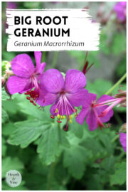 Big Root Geranium - One of the Best Hardy Perennials to Grow