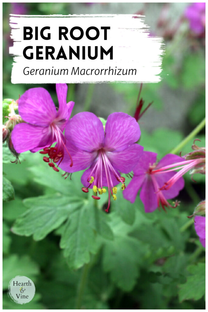 Big Root Geranium - One of the Best Hardy Perennials to Grow