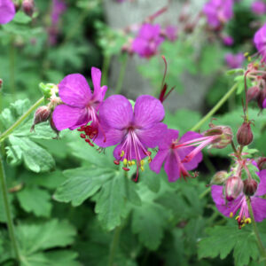 Big Root Geranium - One of the Best Hardy Perennials to Grow